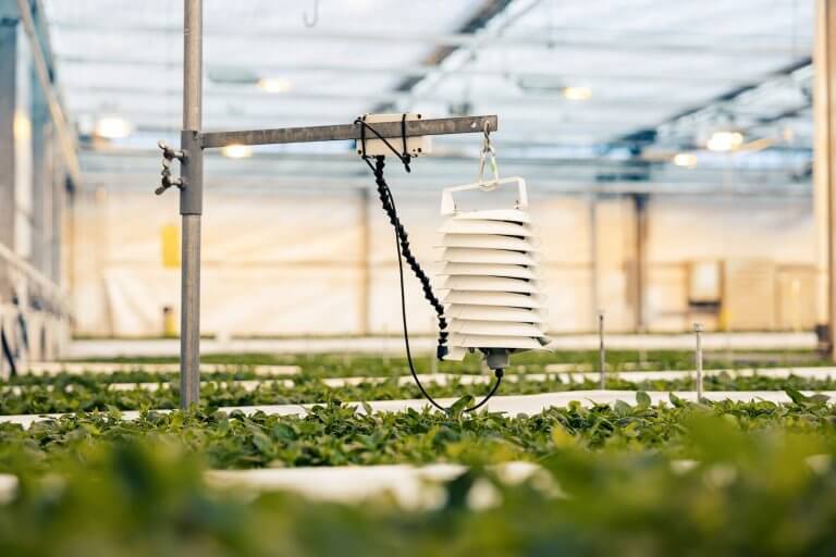 Monitor VPD: sensors calculate the valuable vapor pressure deficit for ...