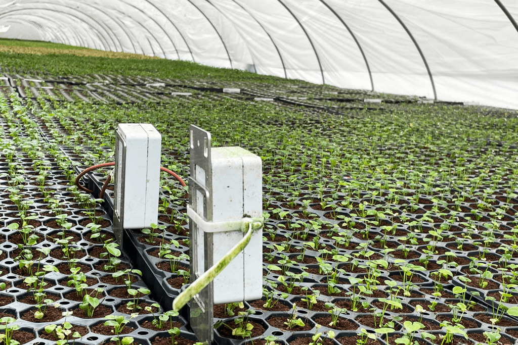 Evanthia - 30MHz30MHz