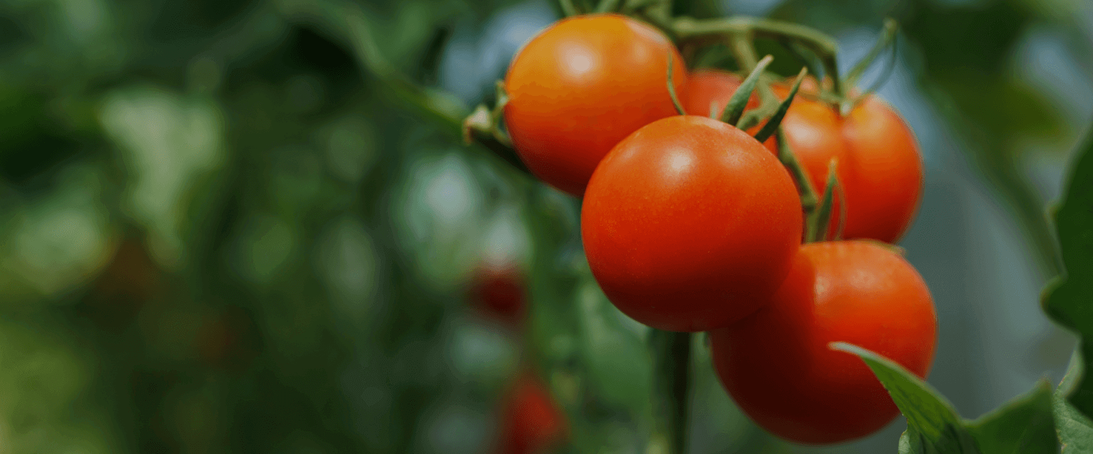 30MHz launches smart (AI) assistant - from grower questions to ...